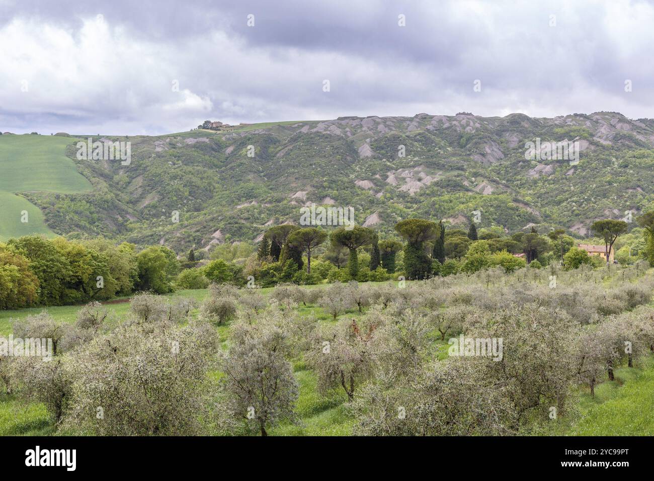 Olive growing in a valley Stock Photo - Alamy
