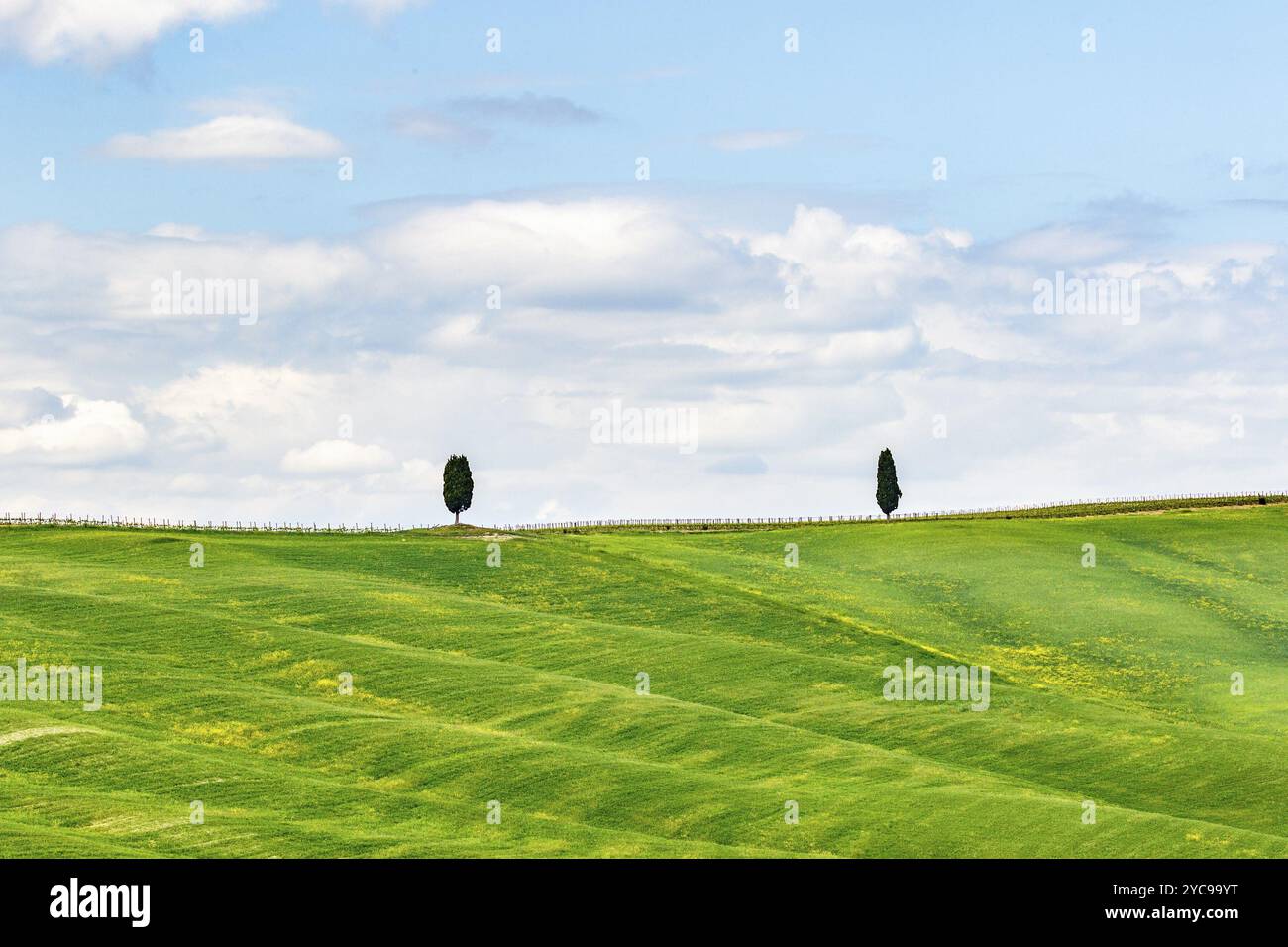 Single tree in the fields hi-res stock photography and images - Alamy
