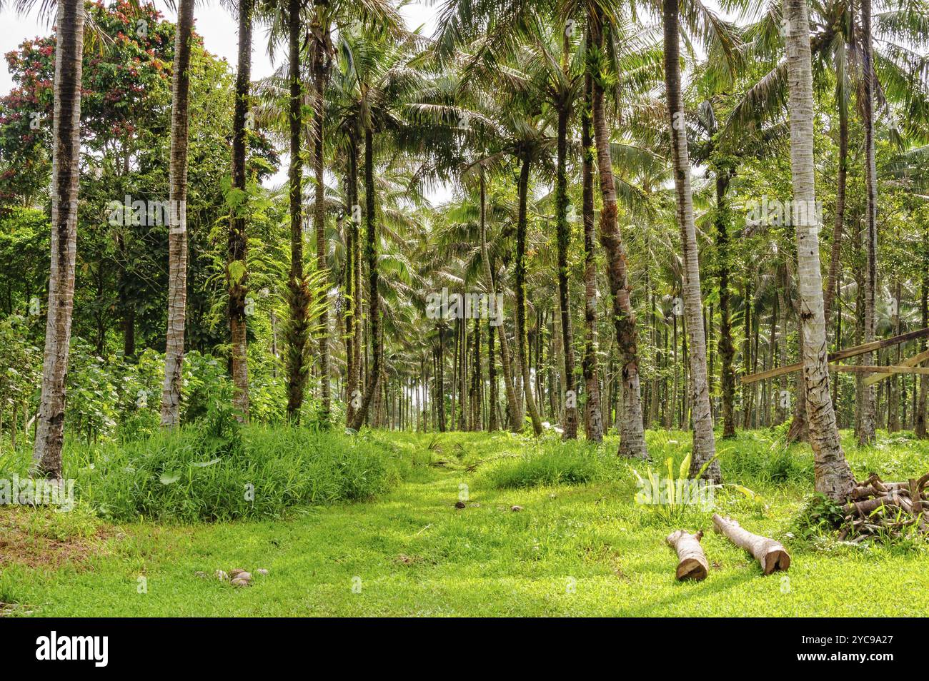 Coconut palm tree plantation, Espiritu Santo, Vanuatu, Oceania Stock ...