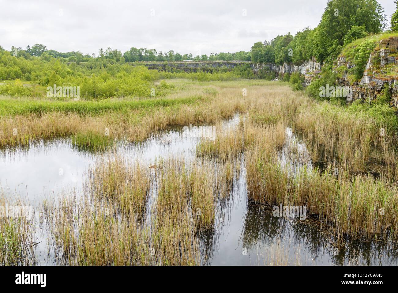Wetland in an old open pit mining Stock Photo - Alamy