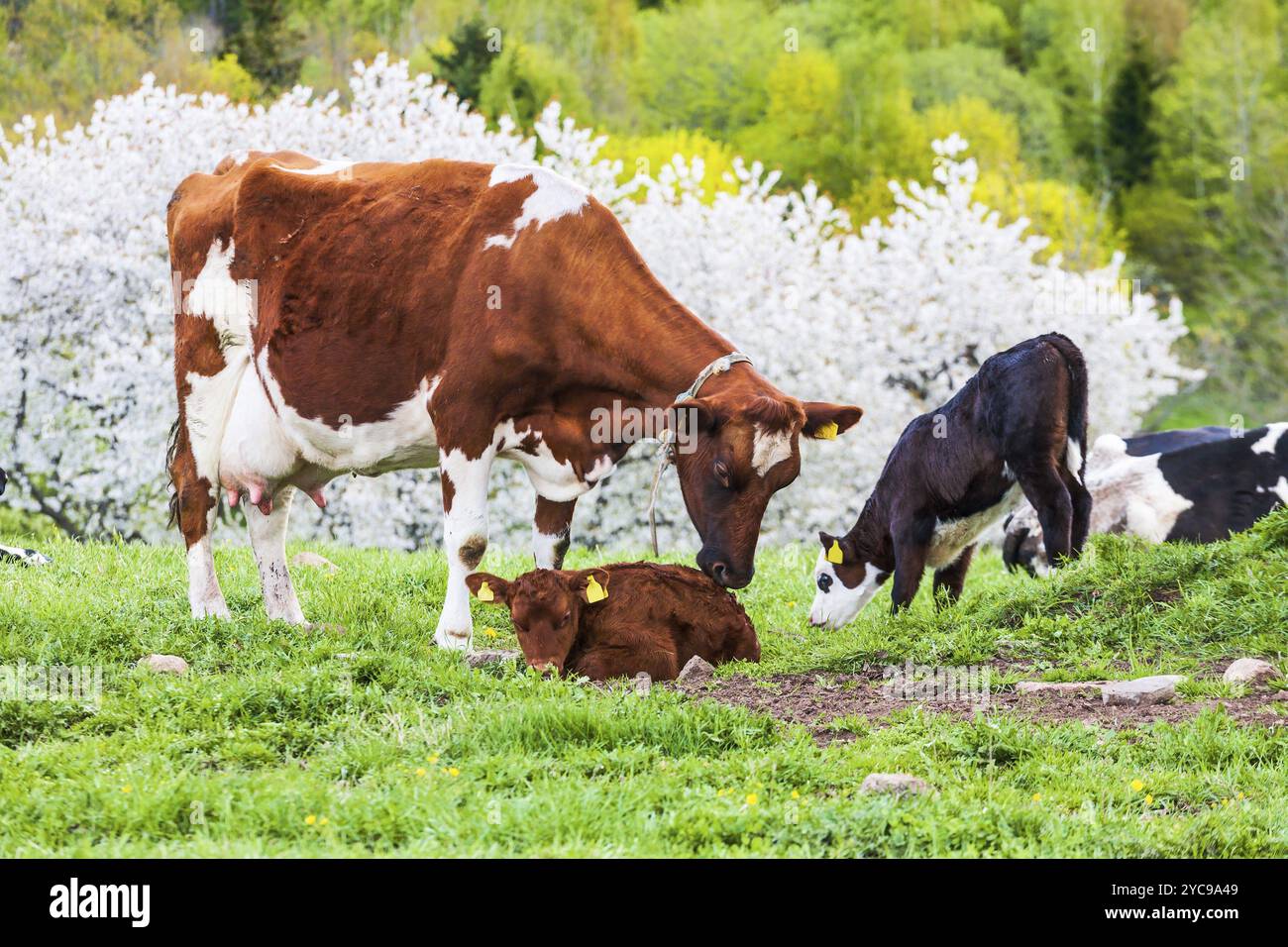 Dairy cow licking her young calf on a meadow in a beautiful spring ...