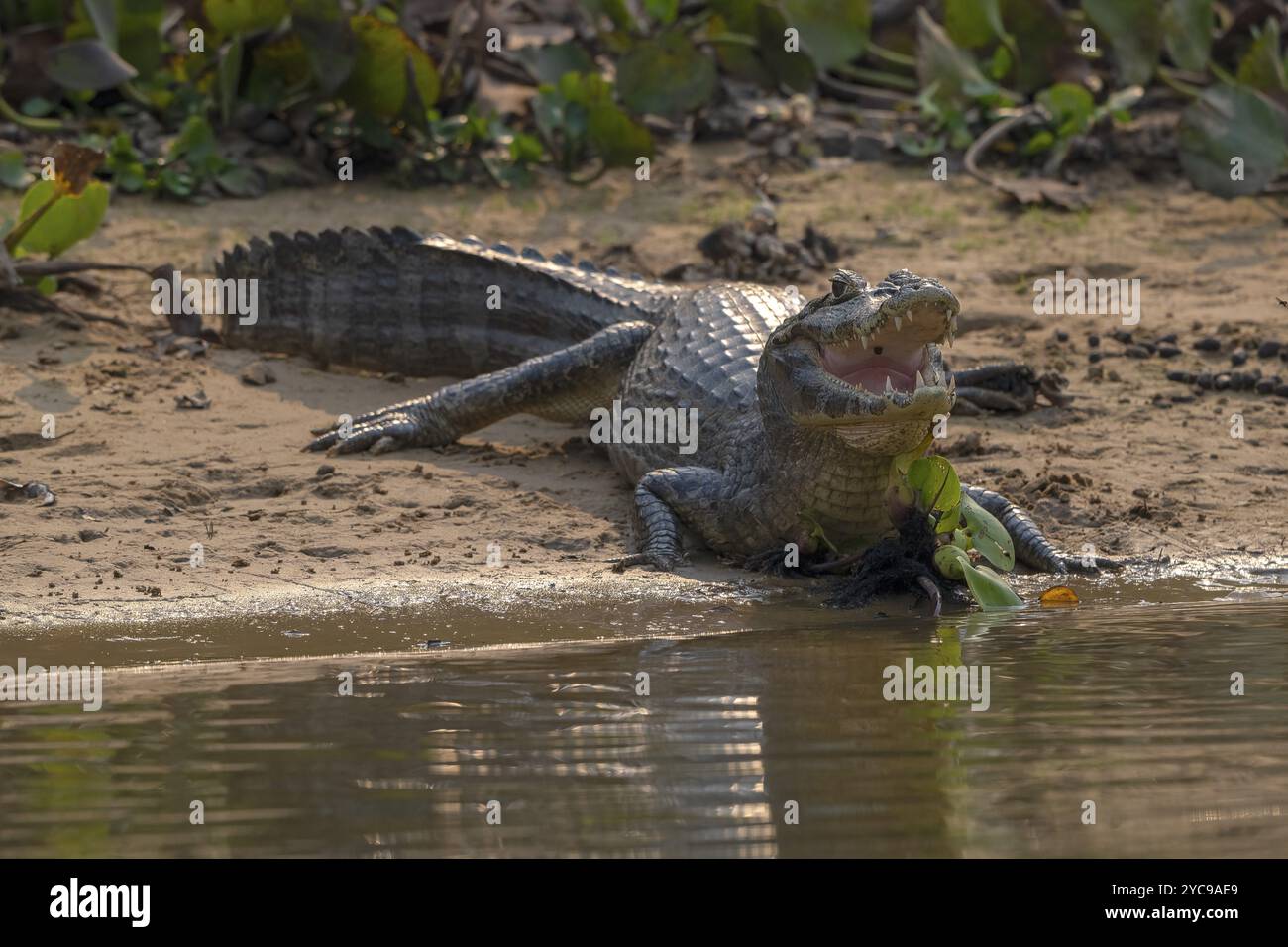 Caiman (Caimaninae), Crocodile (Alligatoridae), crocodile (Crocodylia), front view, Pantanal ...