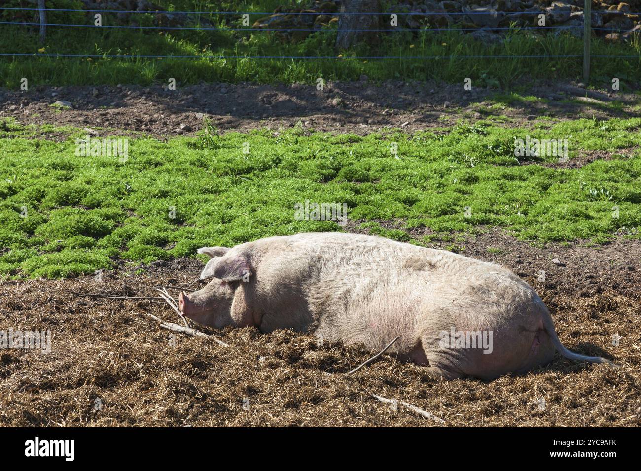 Food in the mud hi-res stock photography and images - Alamy