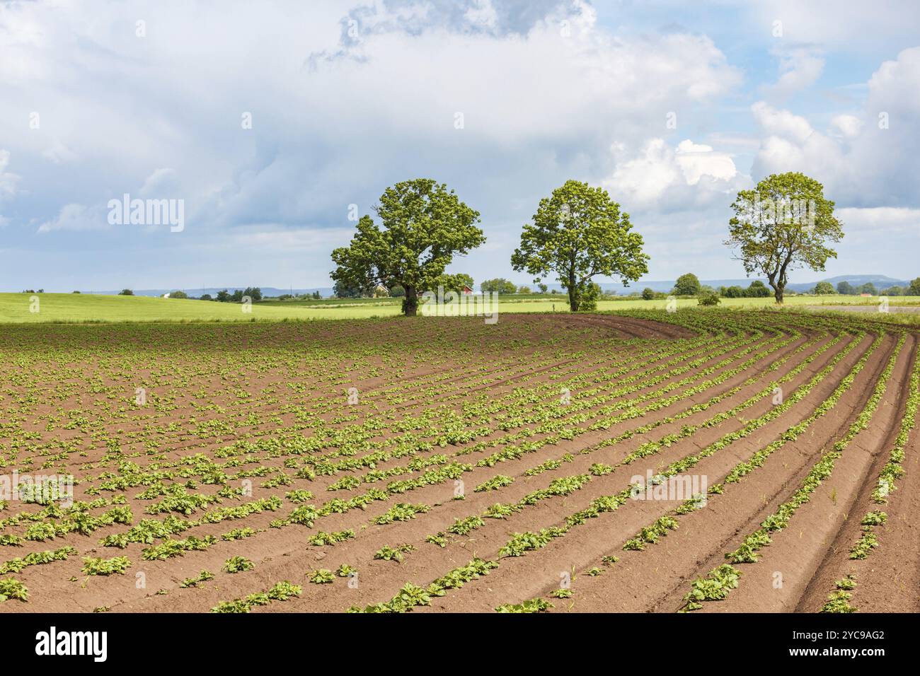 Potato plantations growing on field hi-res stock photography and images ...