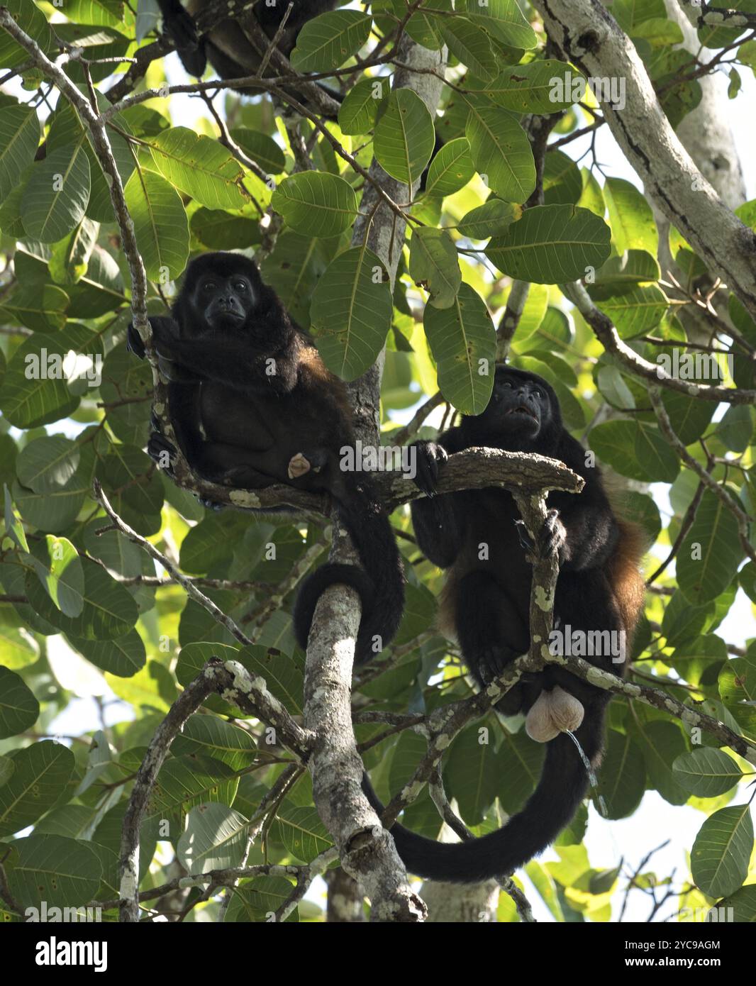 Howler monkey in a tree on an island in Gulf of Chiriqui panama Stock ...