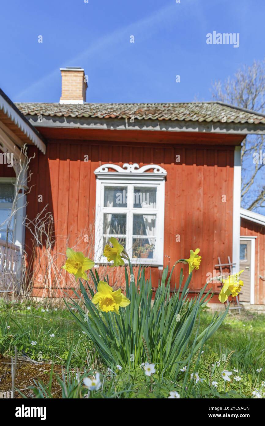 Swedish spring flowers hi-res stock photography and images - Alamy