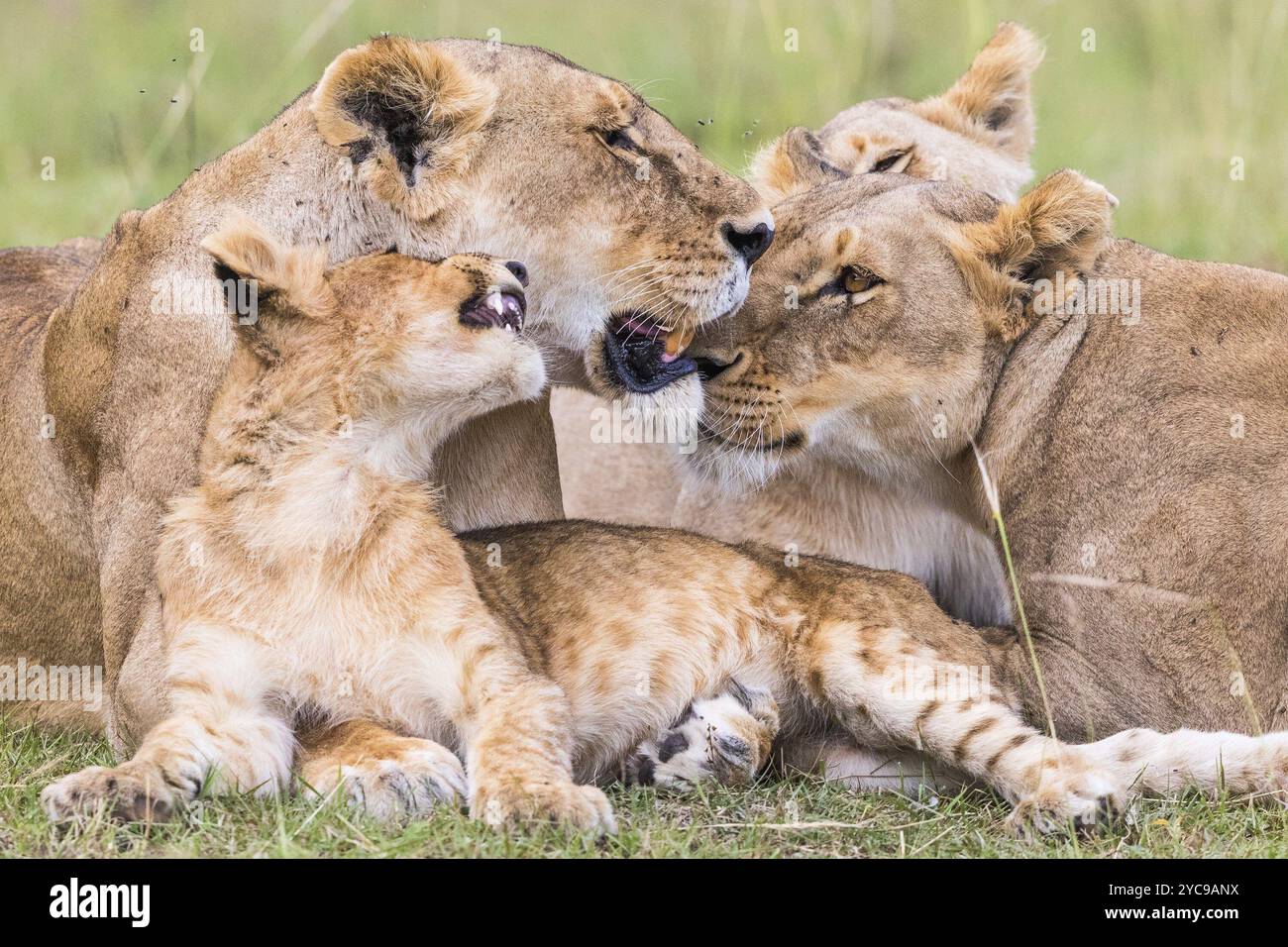 Resting lions flock with a playful lion cub on the savanna Stock Photo ...