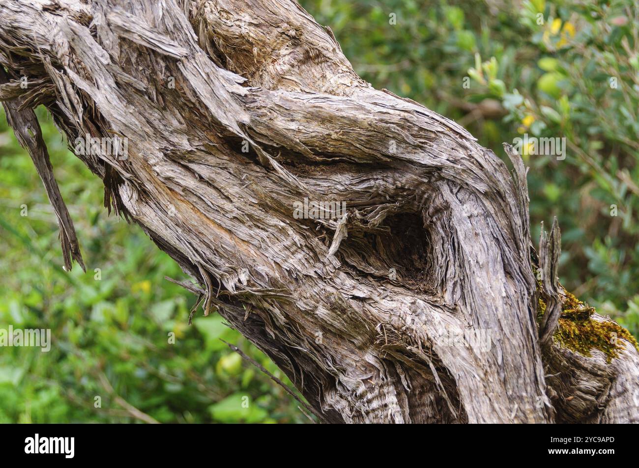 Twisted tree trunk hi-res stock photography and images - Alamy