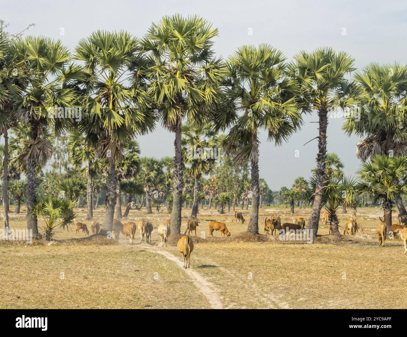 Grazing cow herd under the palm trees, Soai Chek, Vietnam, Asia Stock ...