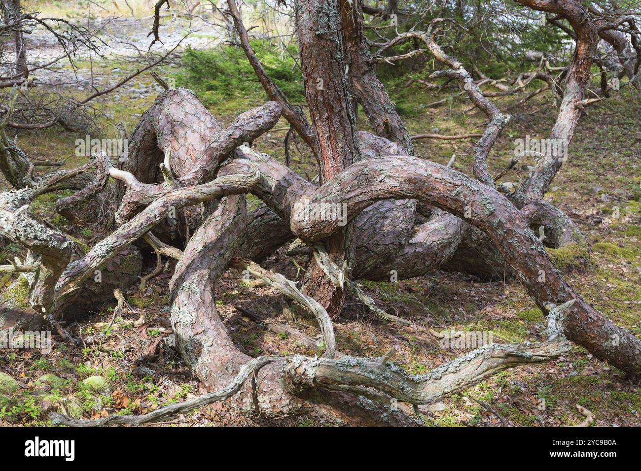 Knotty tree hi-res stock photography and images - Alamy