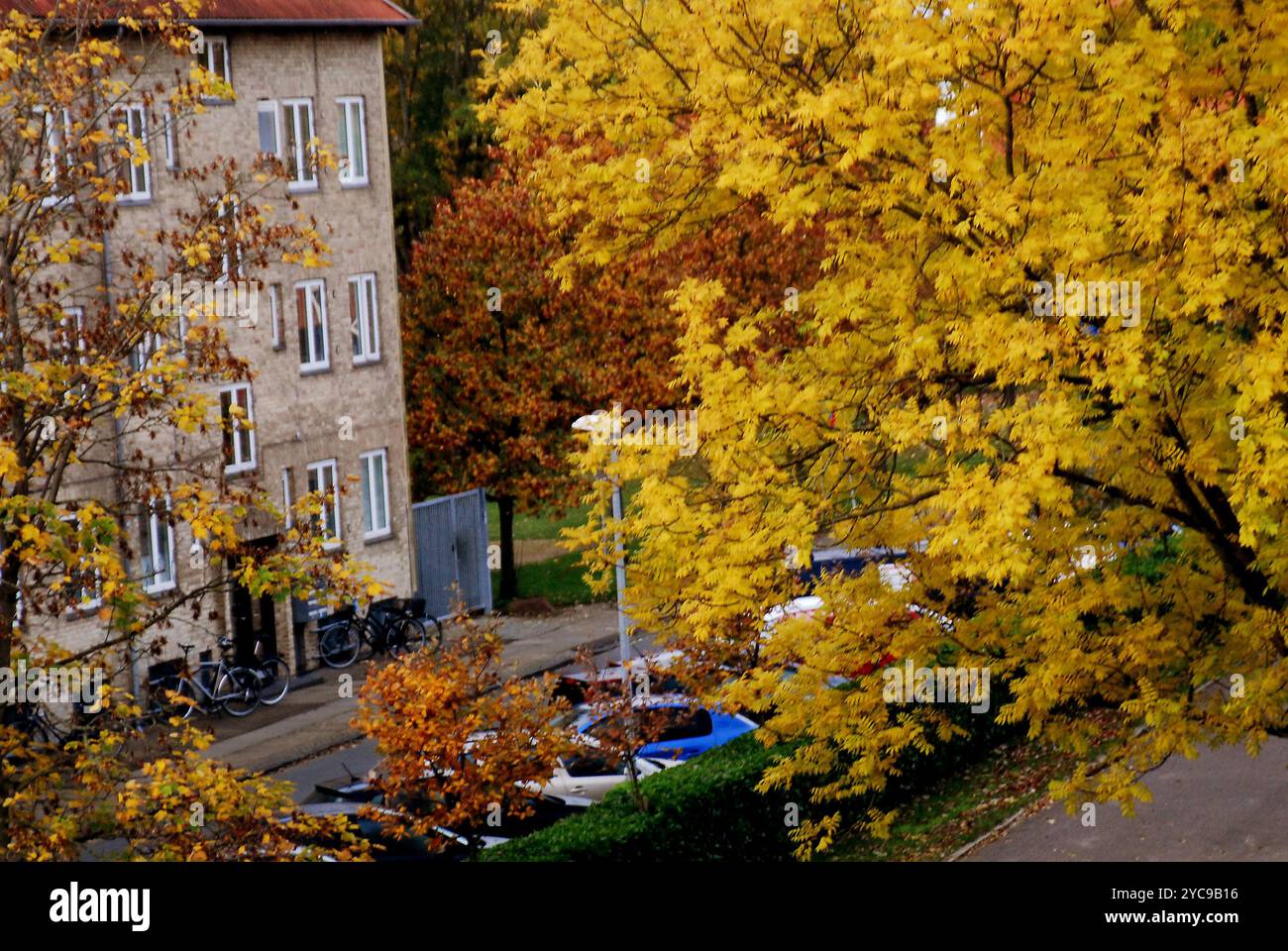 Copenhagen/ DenmarK/22 October 2024/ Yellow and brown leaves shows ...