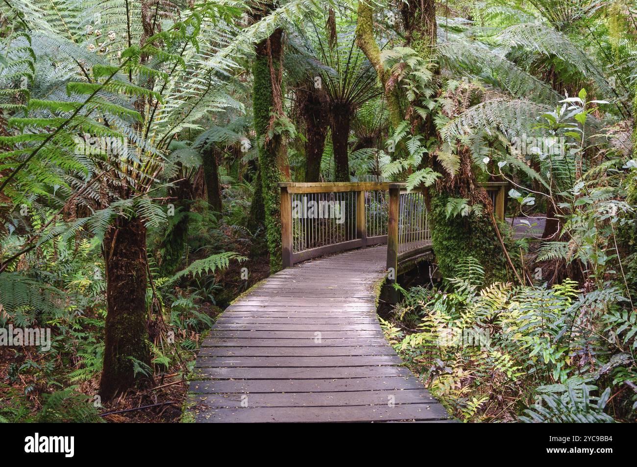 Maits Rest Rainforest walk in the heart of the beautiful Otway Ranges ...
