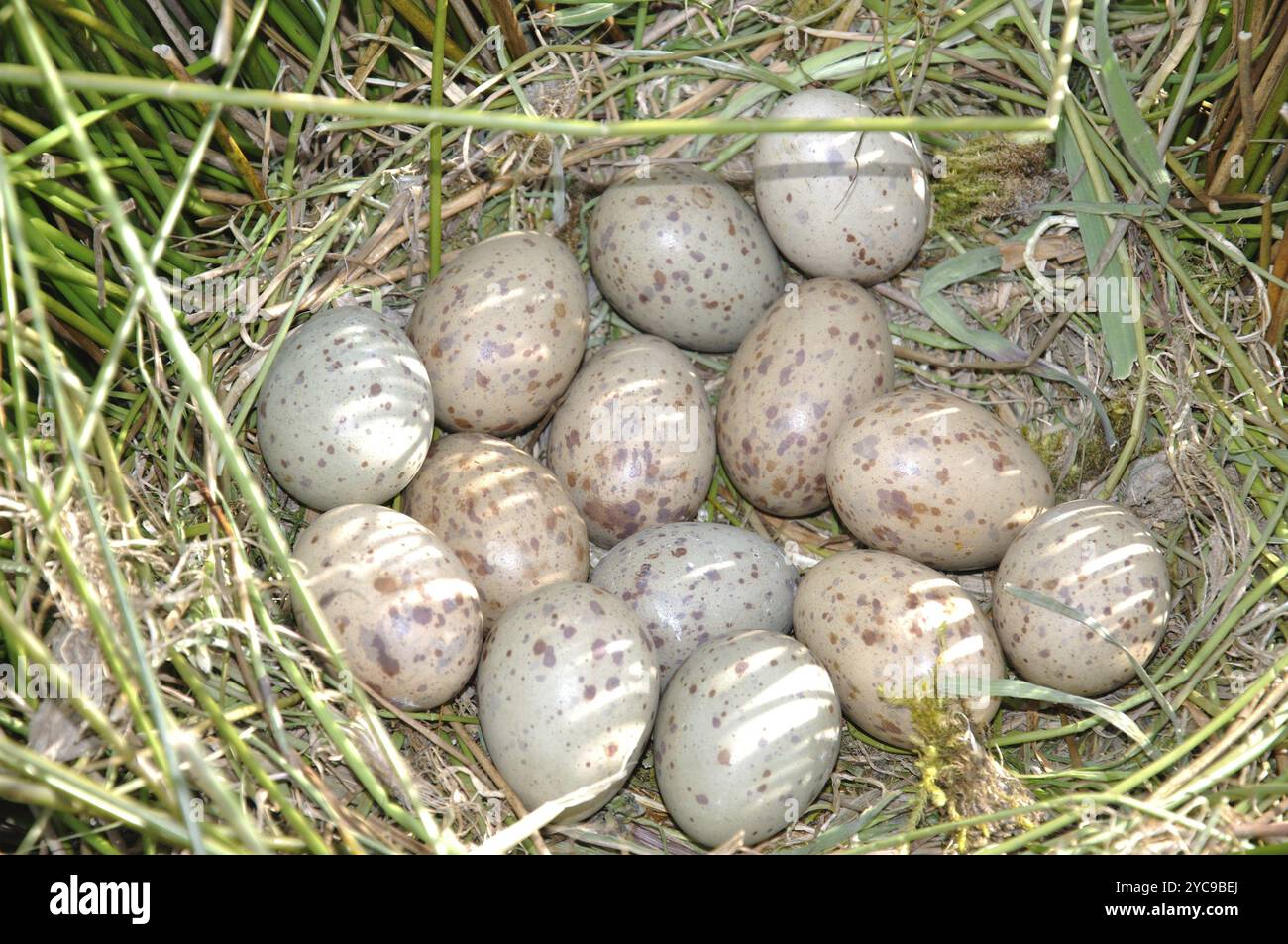 Pukeko eggs hi-res stock photography and images - Alamy