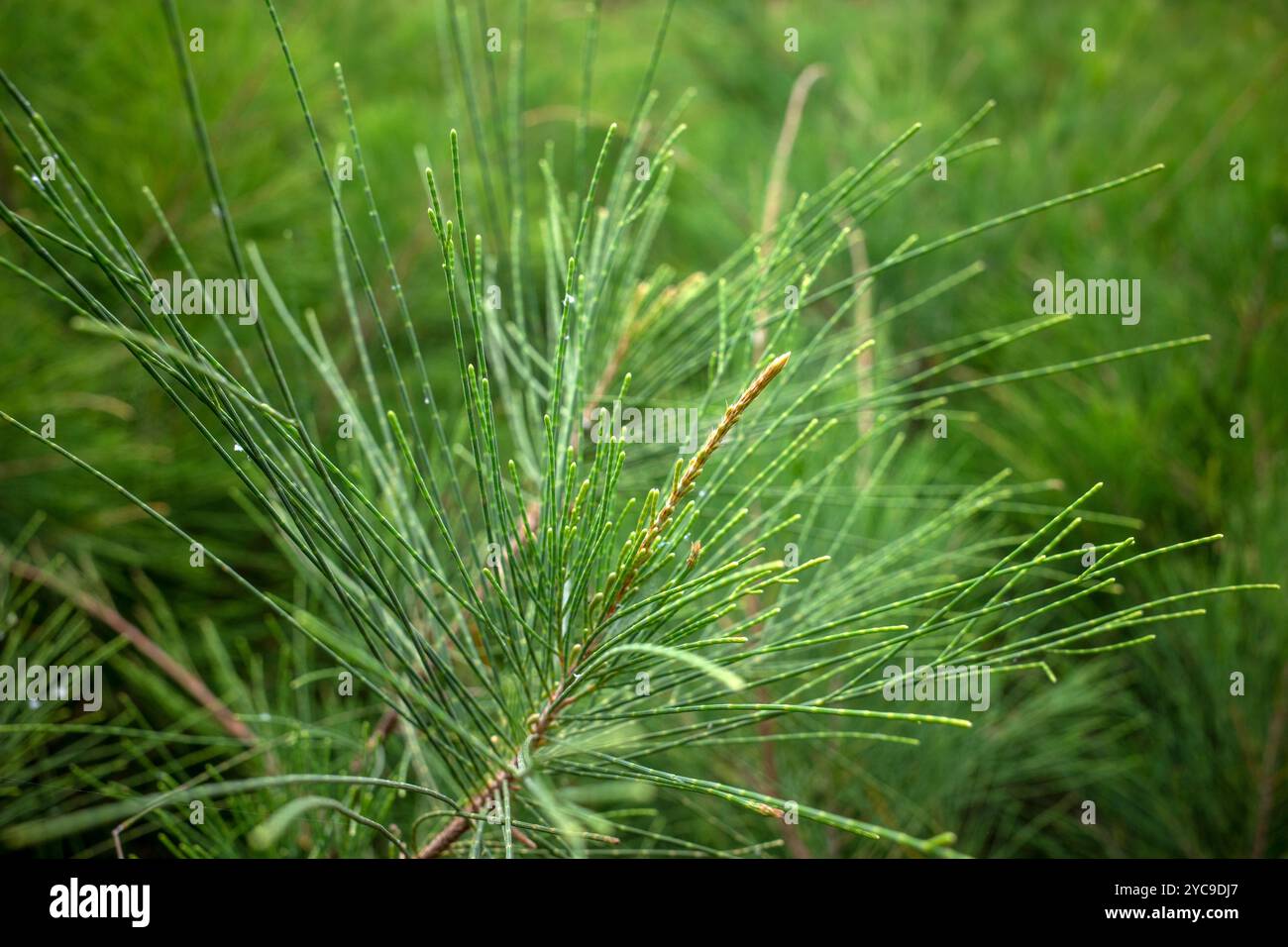 Cemara Udang, Australian pine tree or whistling pine tree (Casuarina ...