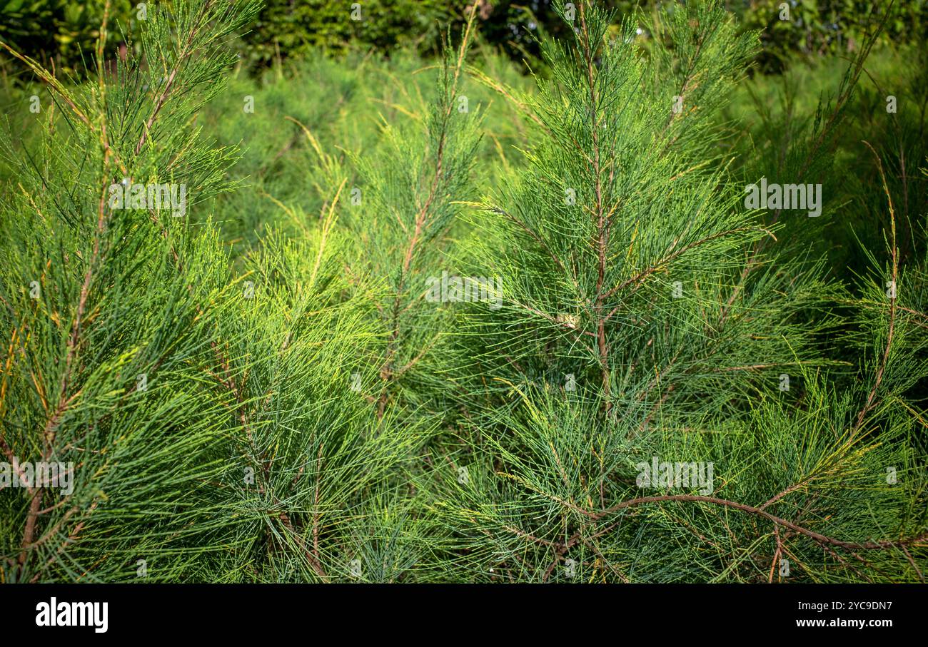 Cemara Udang, Australian pine tree or whistling pine tree (Casuarina ...