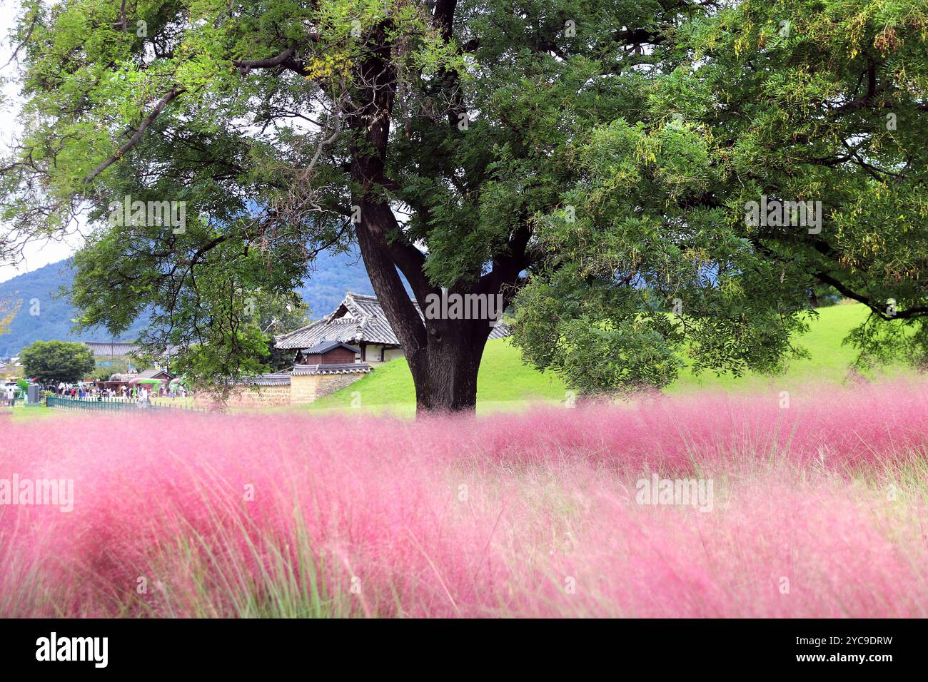 Big tree and field of Pink Muhly Grass, Gyeongju, South Korea. Autumn ...
