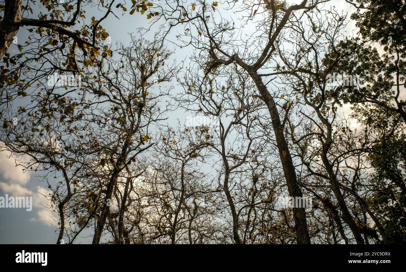Dry teak trees canopy in the forest with blue sky background. Natural ...