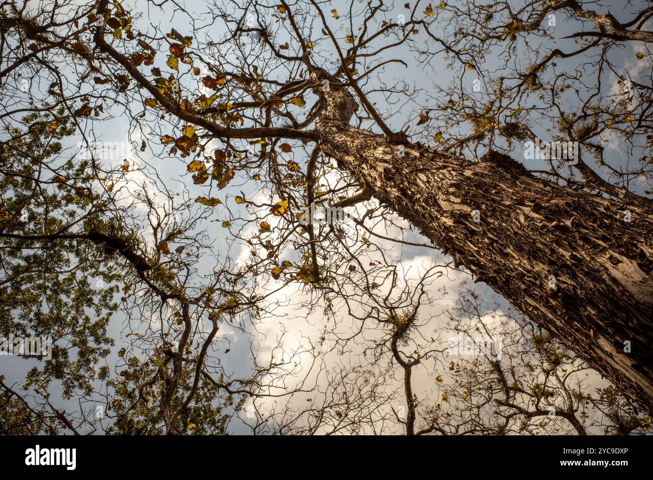 Dry teak trees canopy in the forest with blue sky background. Natural ...