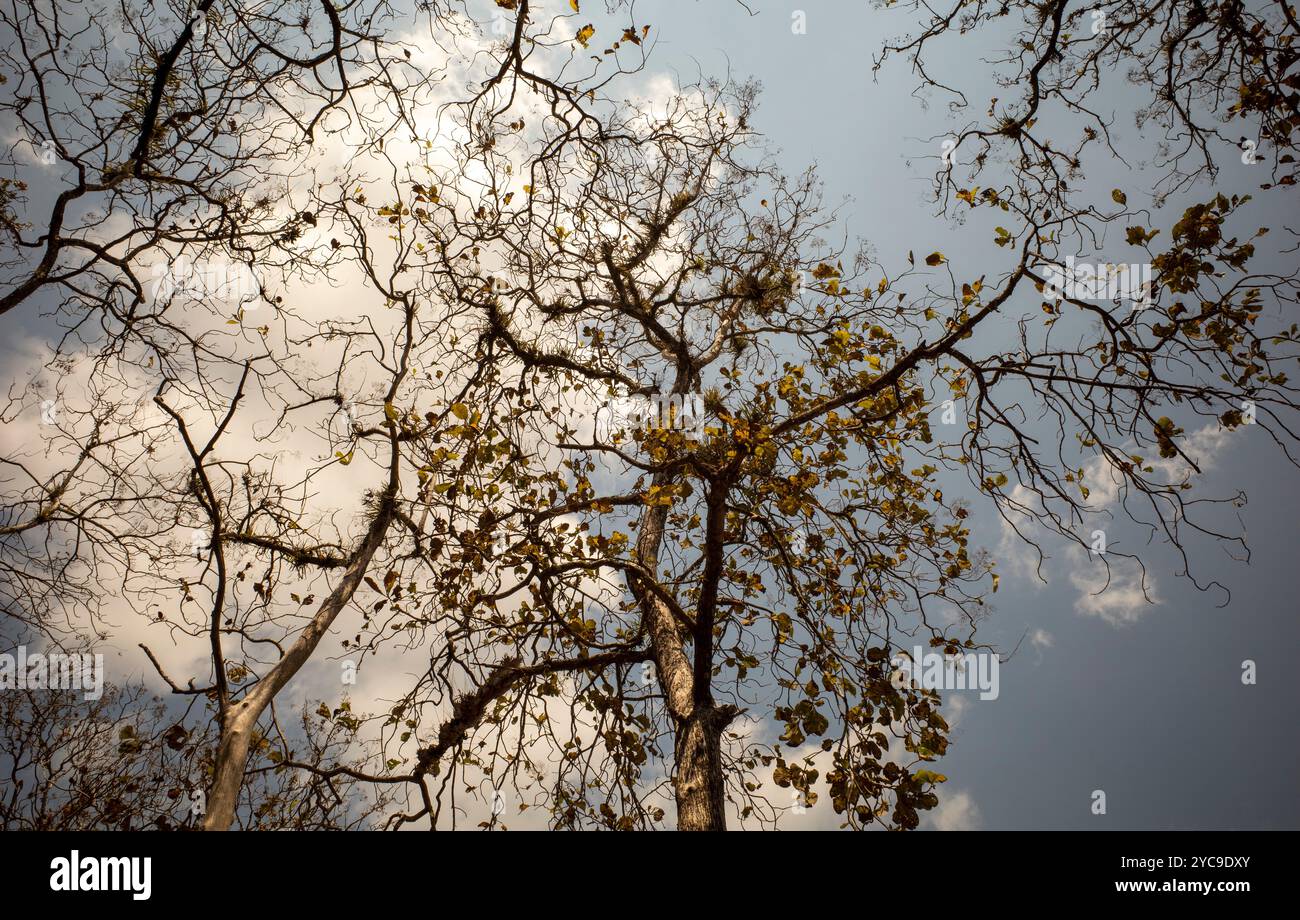 Dry teak trees canopy in the forest with blue sky background. Natural ...
