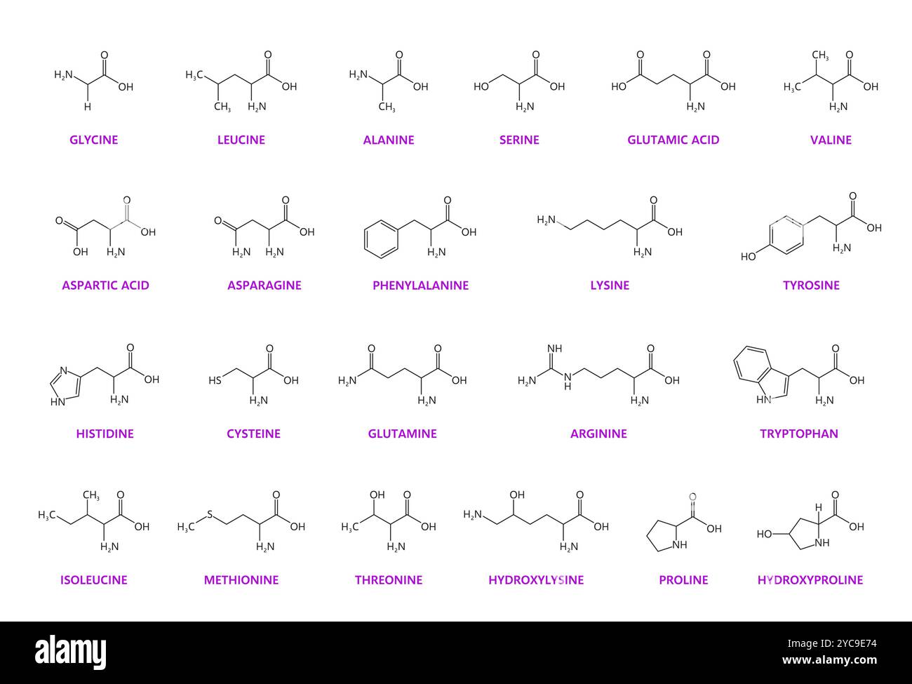 Amino acid chemical molecules and essential chain structures, vector ... Amino acid chemical molecules and essential chain structures, vector ...