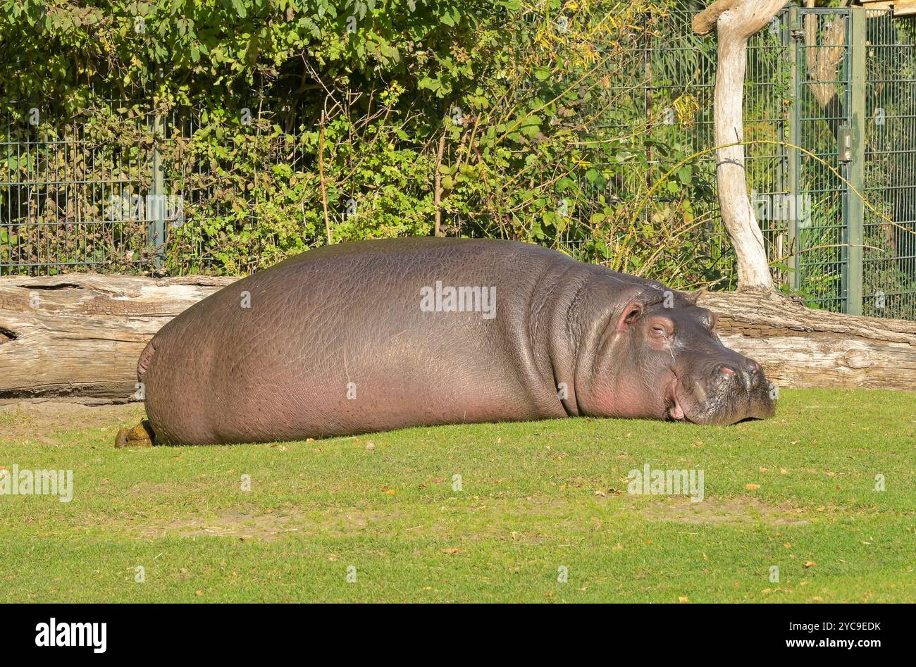 Hippo sleeping in the autumn sun, Zoological Garden, Tiergarten, Mitte ...