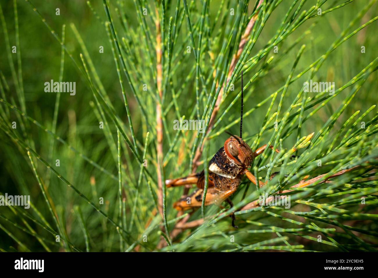 A brown grasshopper, Valanga nigricornis on Cemara Udang, Australian ...