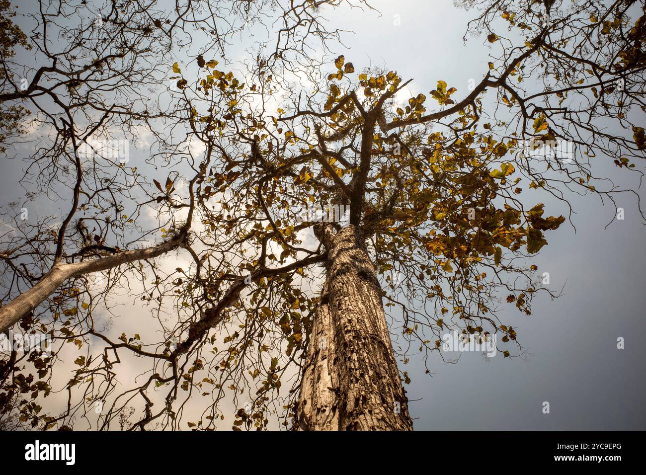 Dry teak trees canopy in the forest with blue sky background. Natural ...