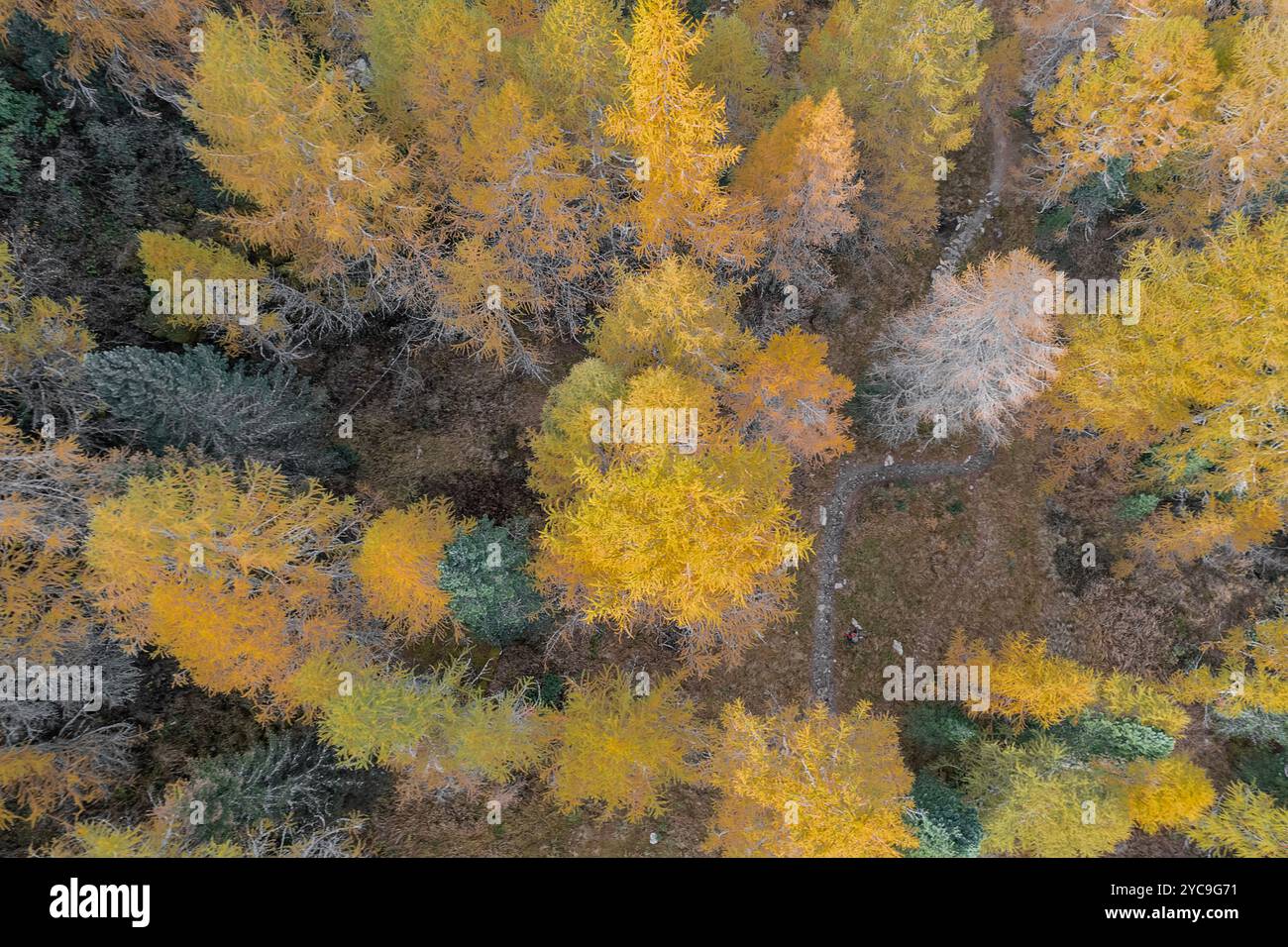 Aerial fly over autumn forest hi-res stock photography and images - Alamy