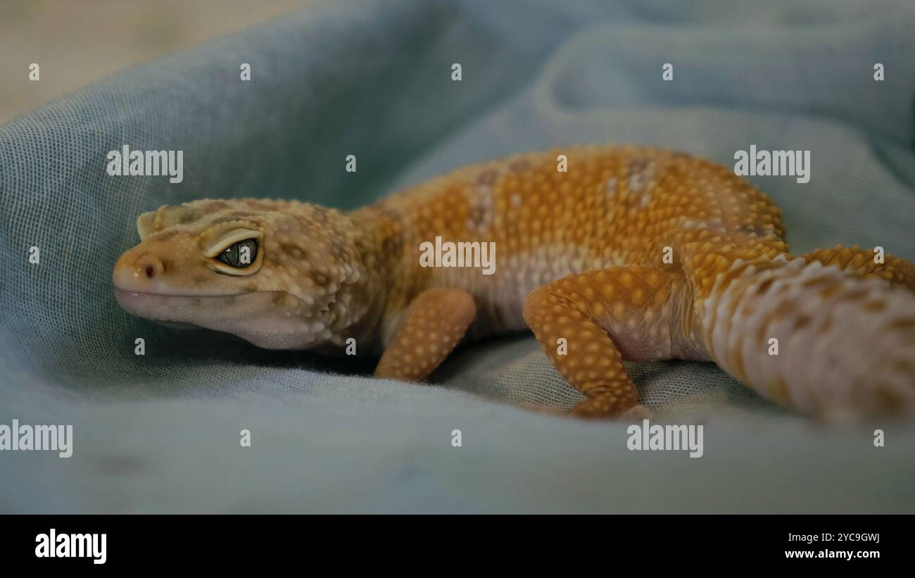 charming gecko rests comfortably, its facial expression reflecting calm ...