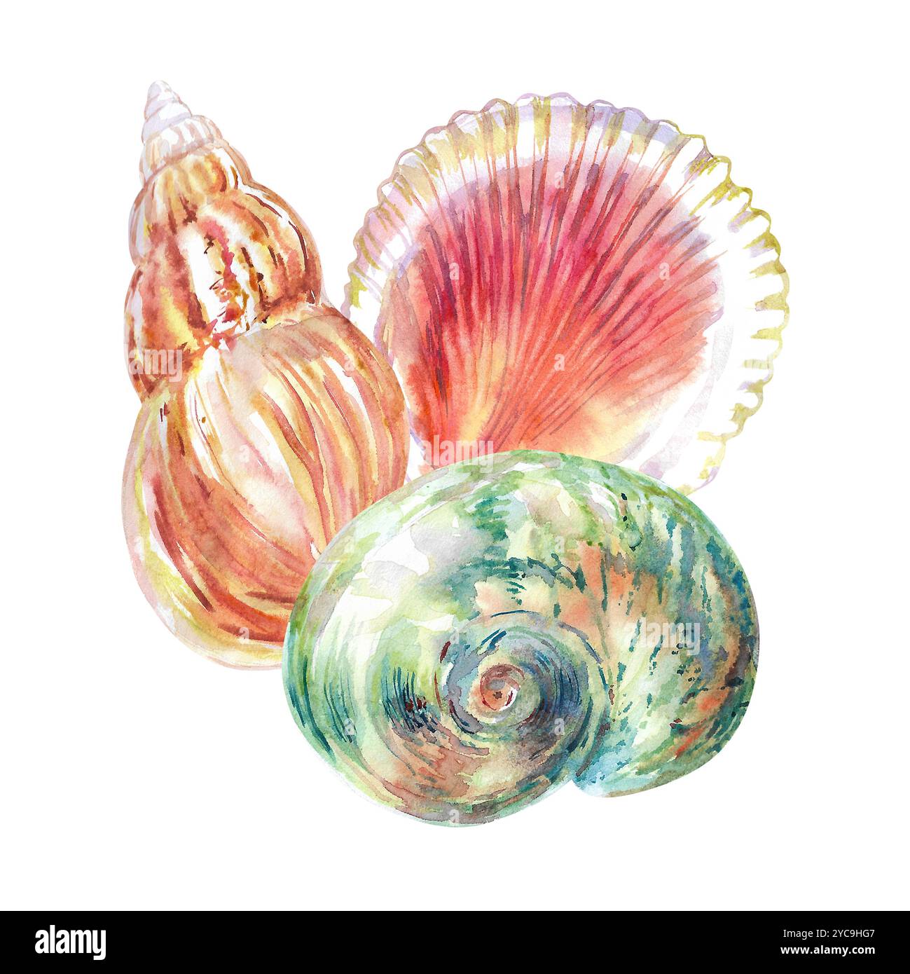 Seashell composition of Rosy Wolf snail, Calico Scallop, Turbo Moon sea ...