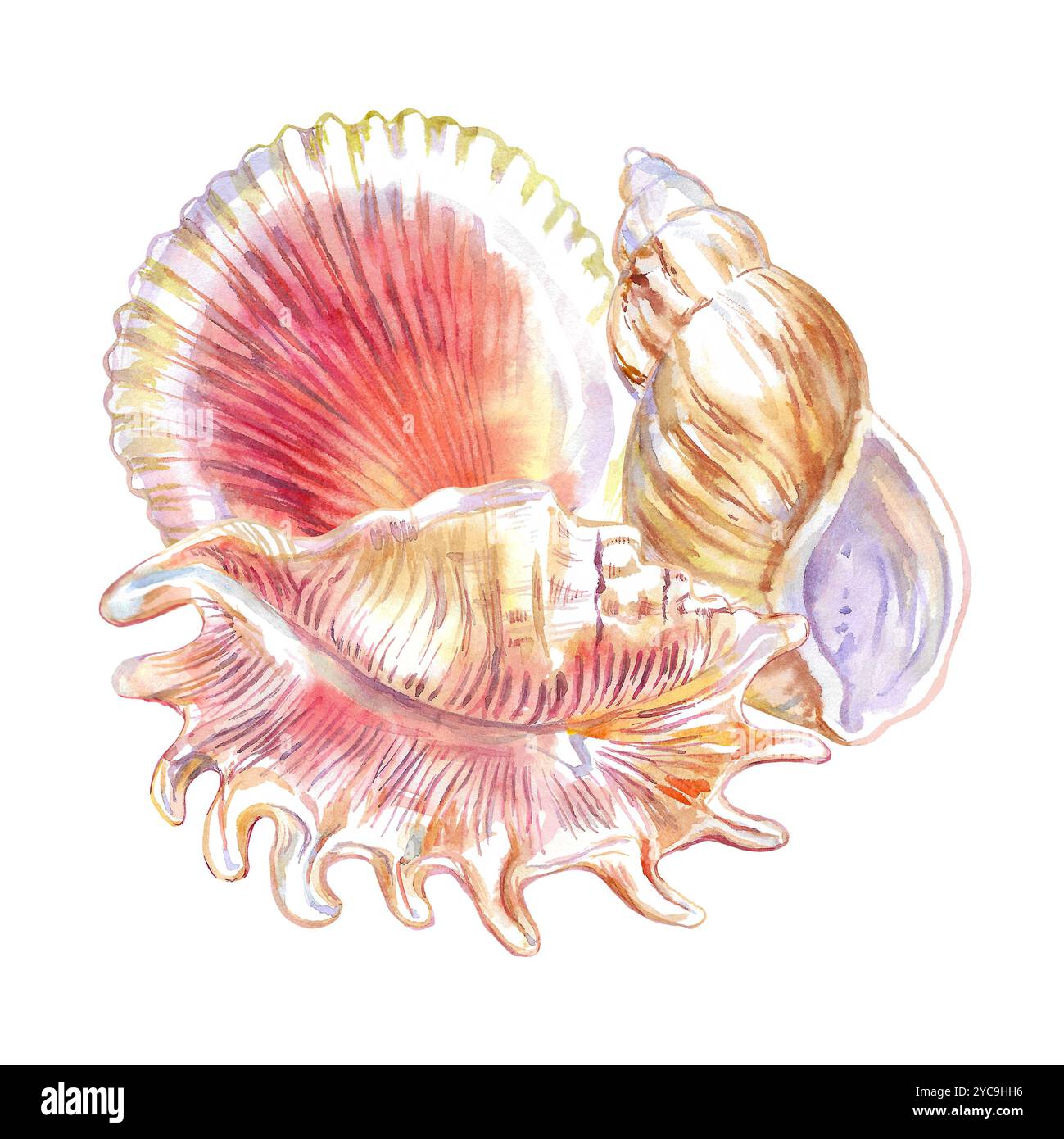 Seashell composition of Scorpion Spider Conch, Rosy Wolf snail, Calico ...