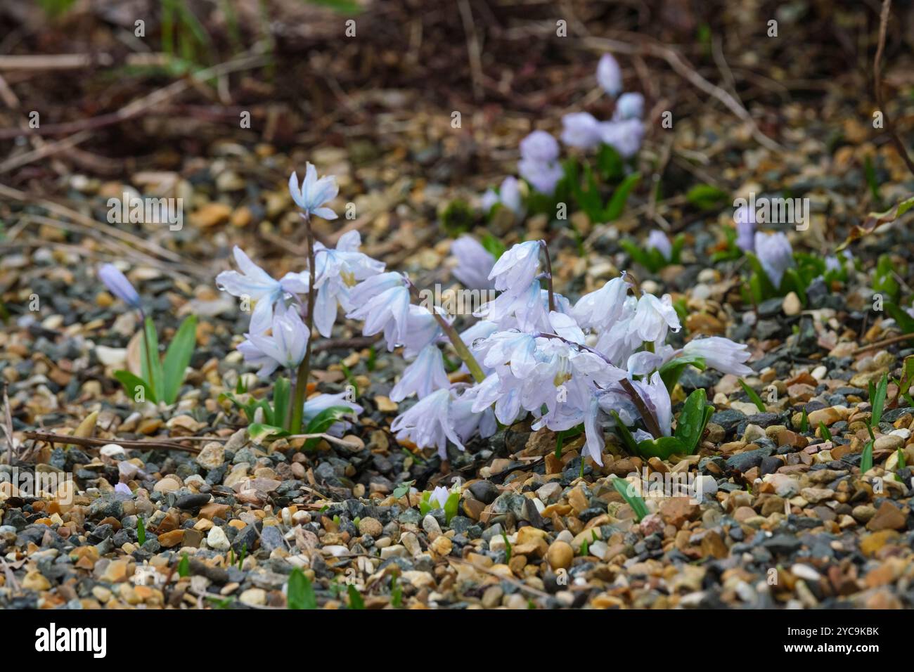 White squill scilla hi-res stock photography and images - Alamy