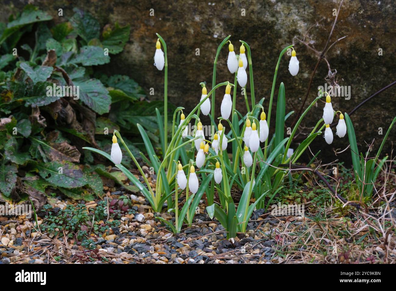 Galanthus spindlestone surprise snowdrop hi-res stock photography and ...