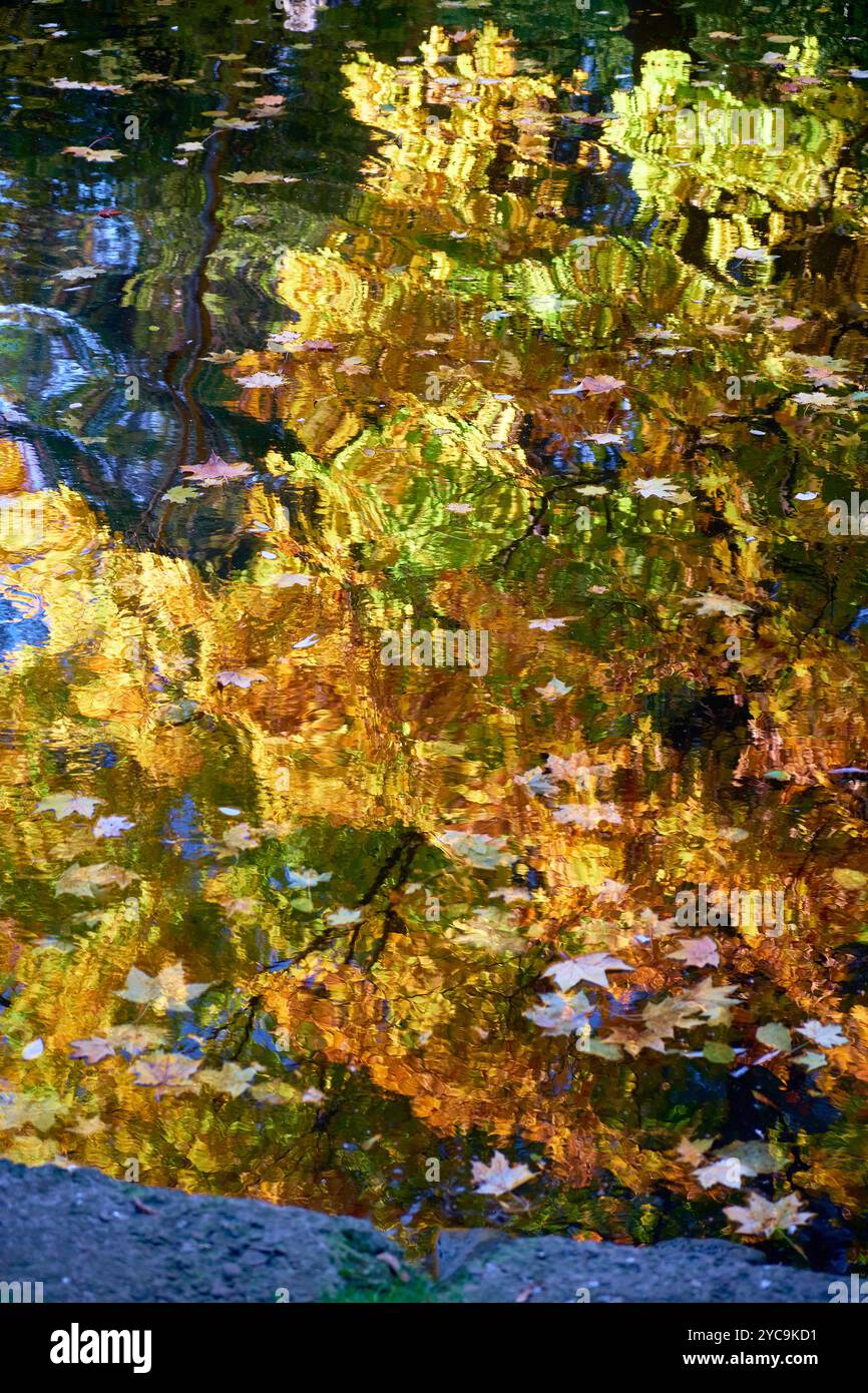 Abstract Autumn Tree Reflection in Rippling Water, blurred foreground ...