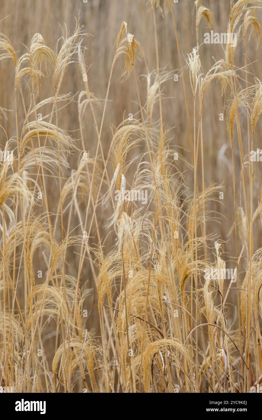 Miscanthus nepalensis, Himalayan fairy grass, deciduous, ornamental ...