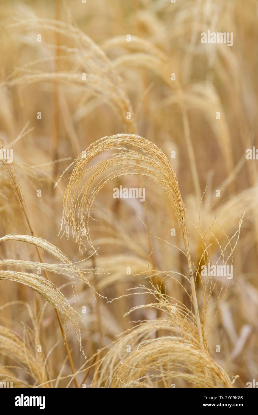 Miscanthus nepalensis, Himalayan fairy grass, deciduous, ornamental ...
