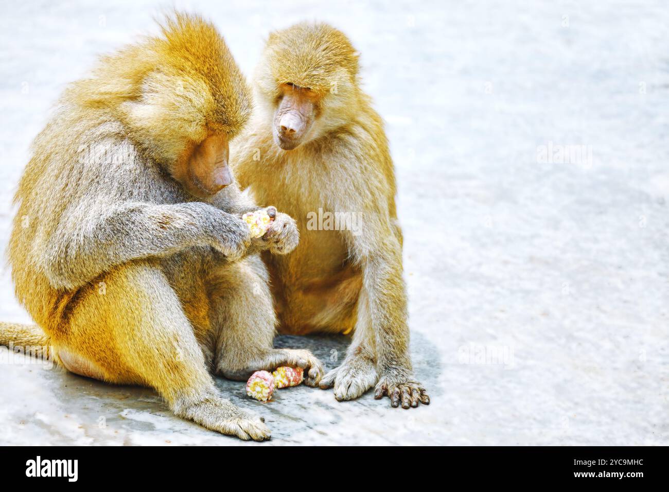 Hamadryas Baboon Monkey in its natural habitat of the wild Stock Photo ...