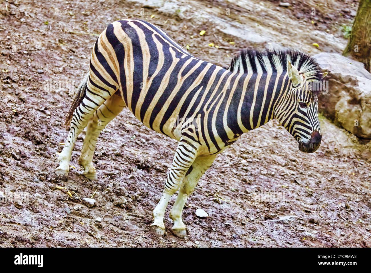 Zebras in their natural habitat. National Forest Stock Photo - Alamy