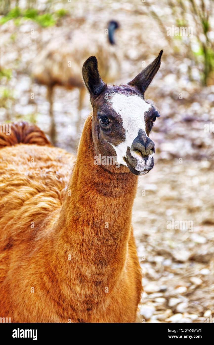 Guanaco habitat hi-res stock photography and images - Alamy