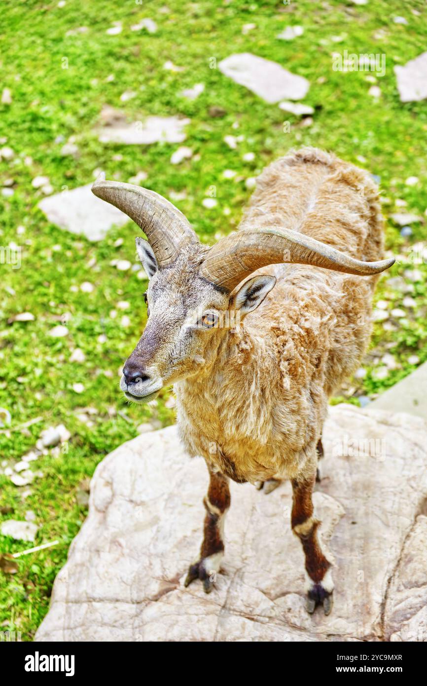 Blue sheep in their natural habitat in the wild Stock Photo - Alamy