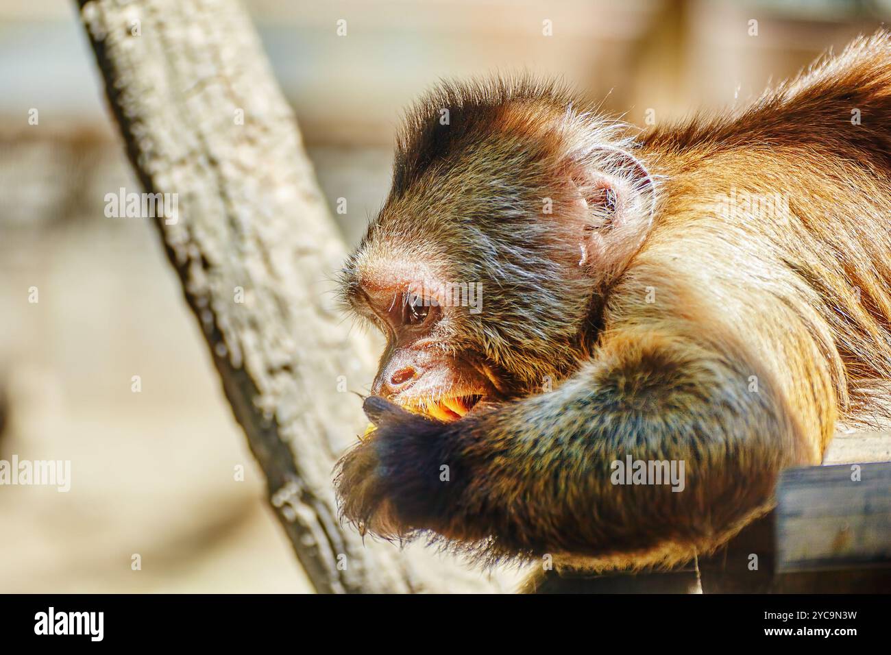 Cute Capuchin monkey in their natural habitat Stock Photo - Alamy