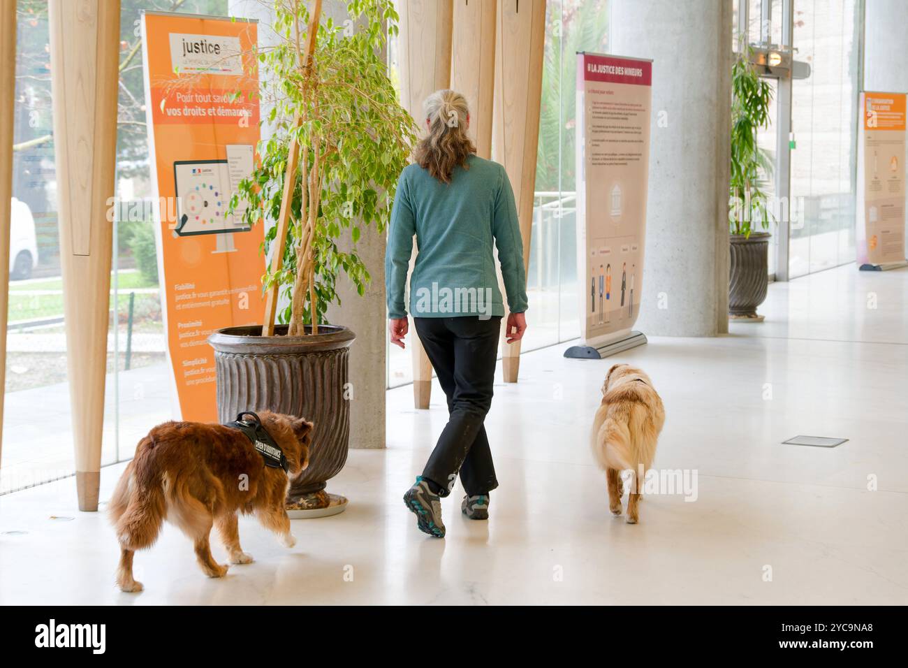 A breeder of courthouse facility dogs with her two dogs in a corridor ...