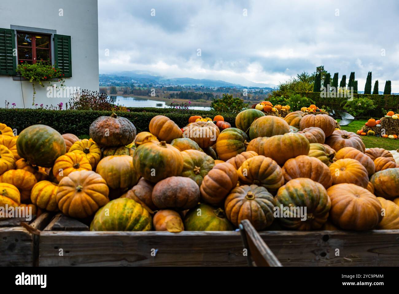 A pile of different colored pumpkins and squash. The colors include ...