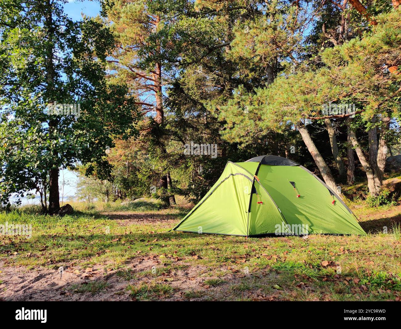 Tent under the pine trees with beautiful summer sunlight. Finnish ...
