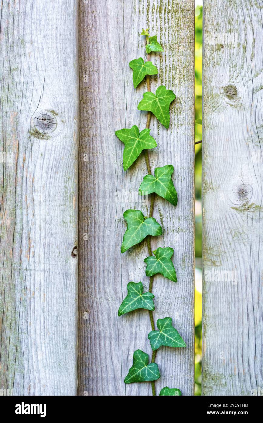 Ivy plant crawling plant hi-res stock photography and images - Alamy