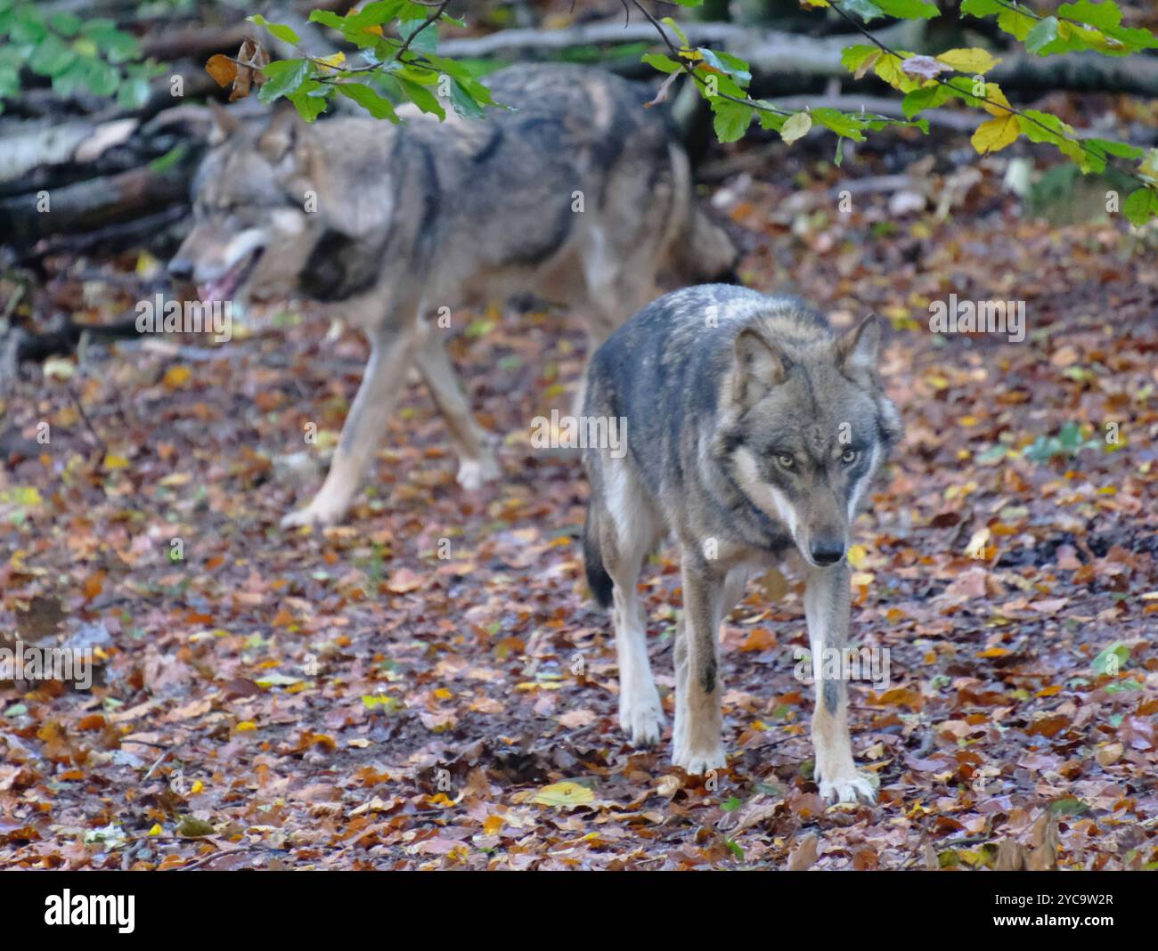 Wolf-Europaeischer Grauwolf in Deutschland in Aktion. Wolf-Grauwolf ...