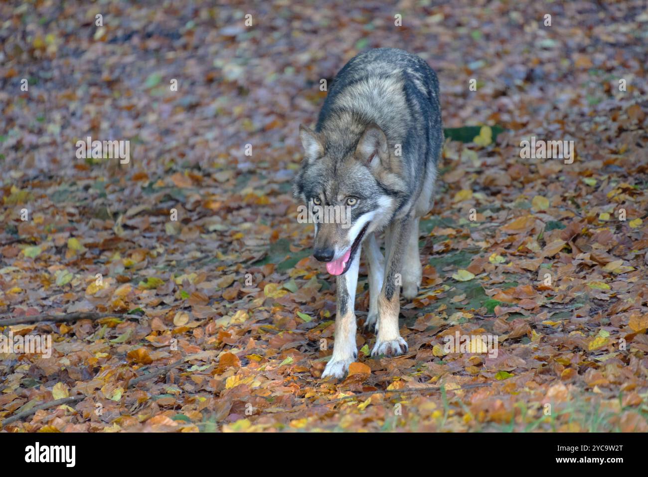 Wolf-Europaeischer Grauwolf in Deutschland in Aktion. Wolf-Grauwolf ...