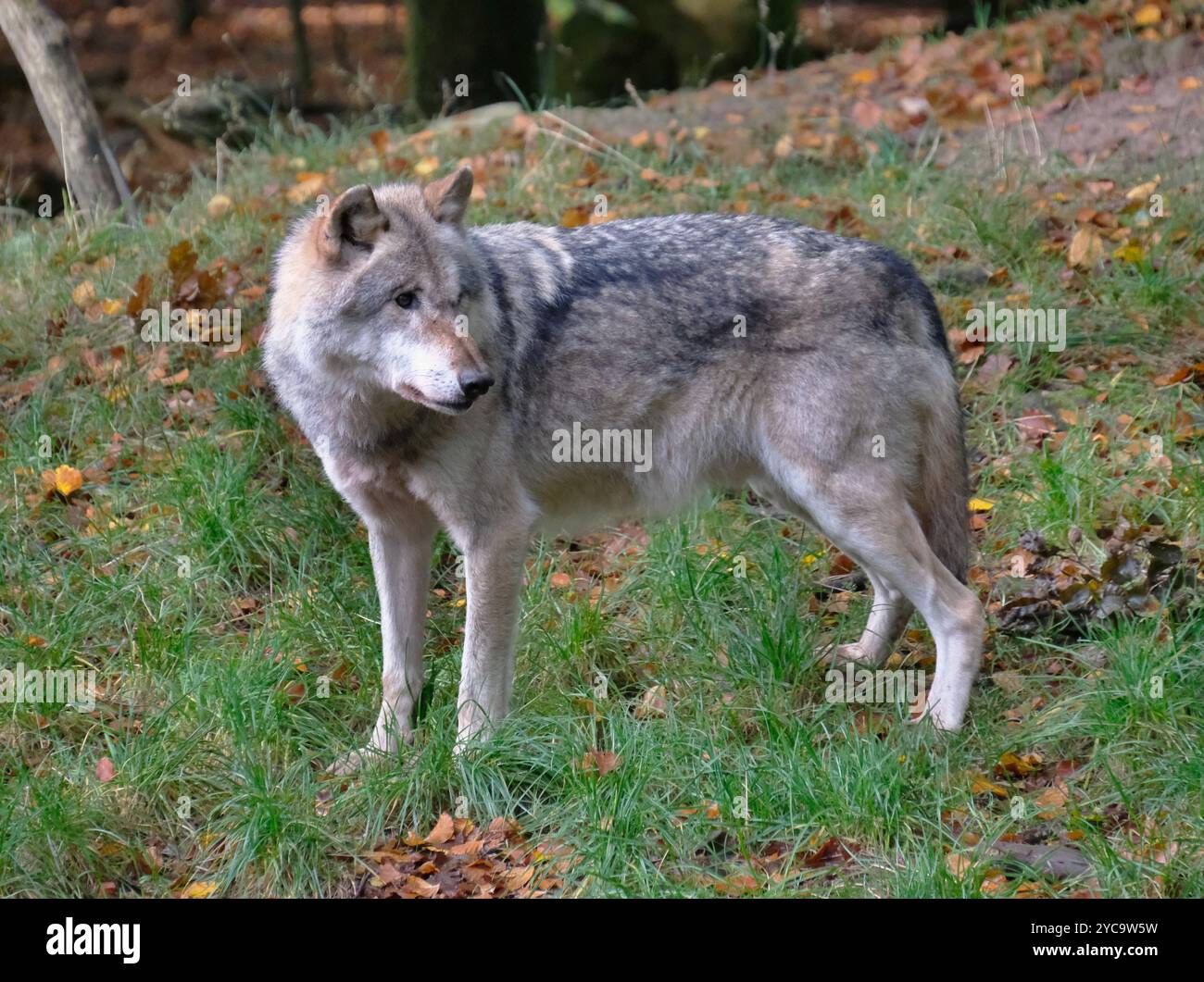 Wolf-Europaeischer Grauwolf in Deutschland in Aktion. Wolf-Grauwolf ...
