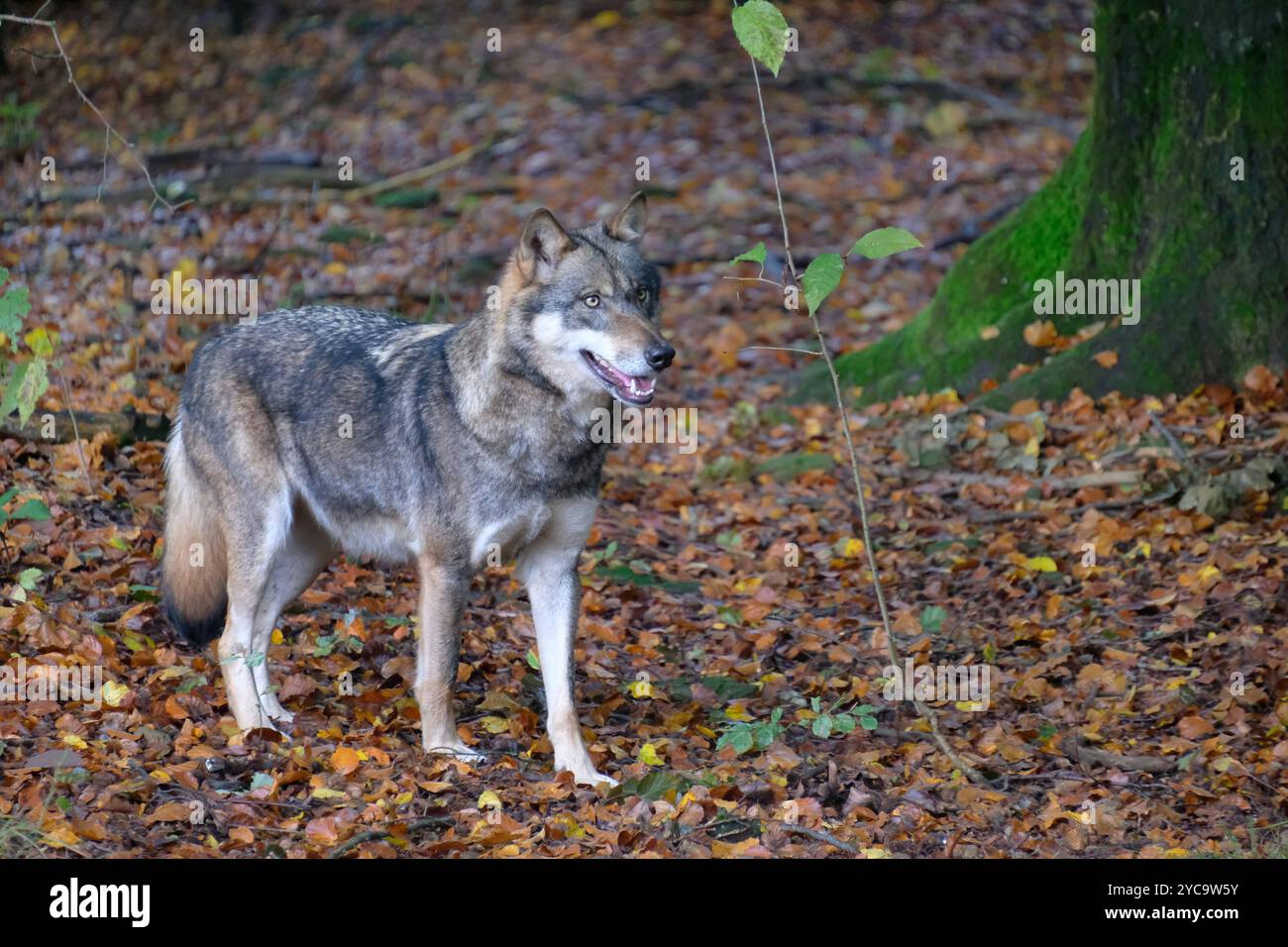 Wolf-Europaeischer Grauwolf in Deutschland in Aktion. Wolf-Grauwolf ...