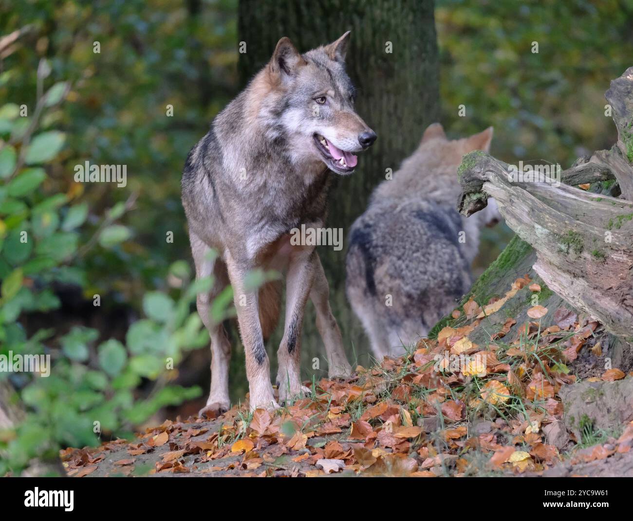 Wolf-Europaeischer Grauwolf in Deutschland in Aktion. Wolf-Grauwolf ...